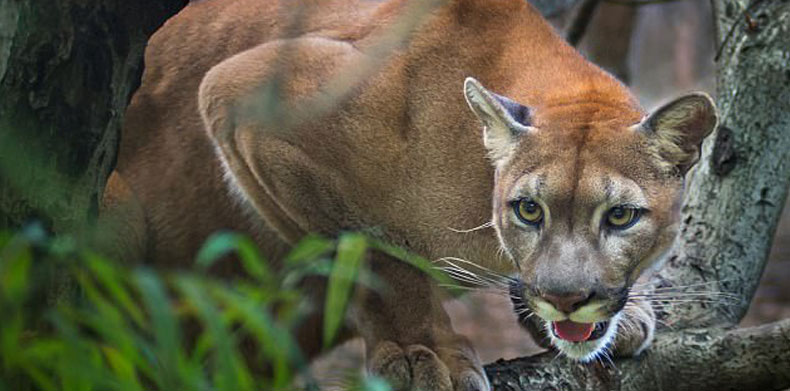 Filhotes de Puma são filmados um montanha da Califórnia - Veja!