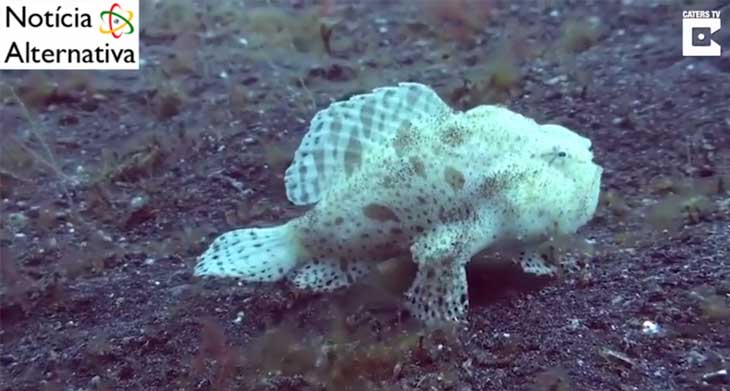 Mergulhador flagra peixe-sapo andando pelo fundo do mar - Veja!