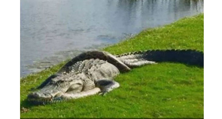 Fotos incríveis revelam a batalha entre Jacaré e Python - Veja!