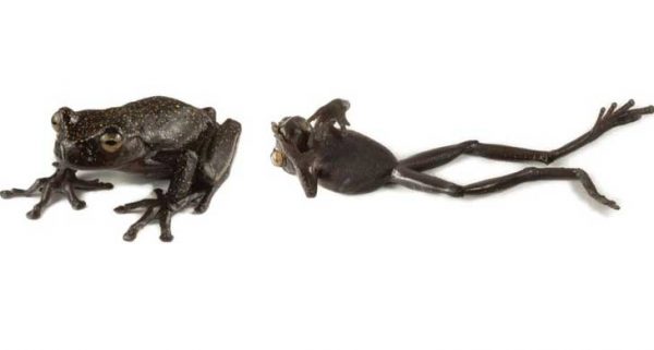 Nova espécie de perereca possui características incríveis - Confira!