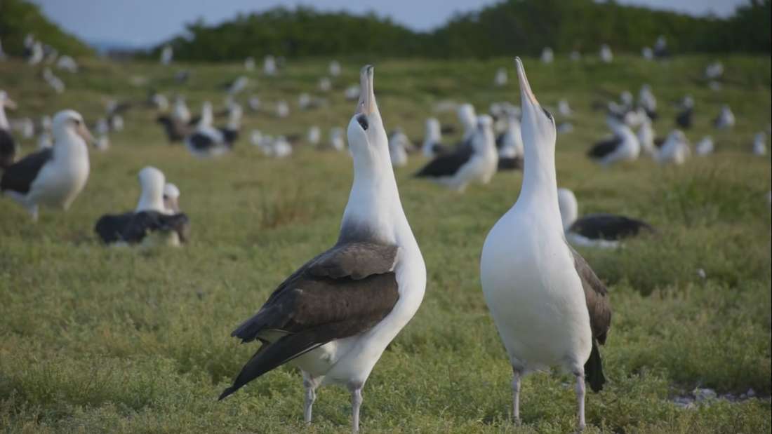 Assista a incrível dança de acasalamento de albatrozes- Vídeo!